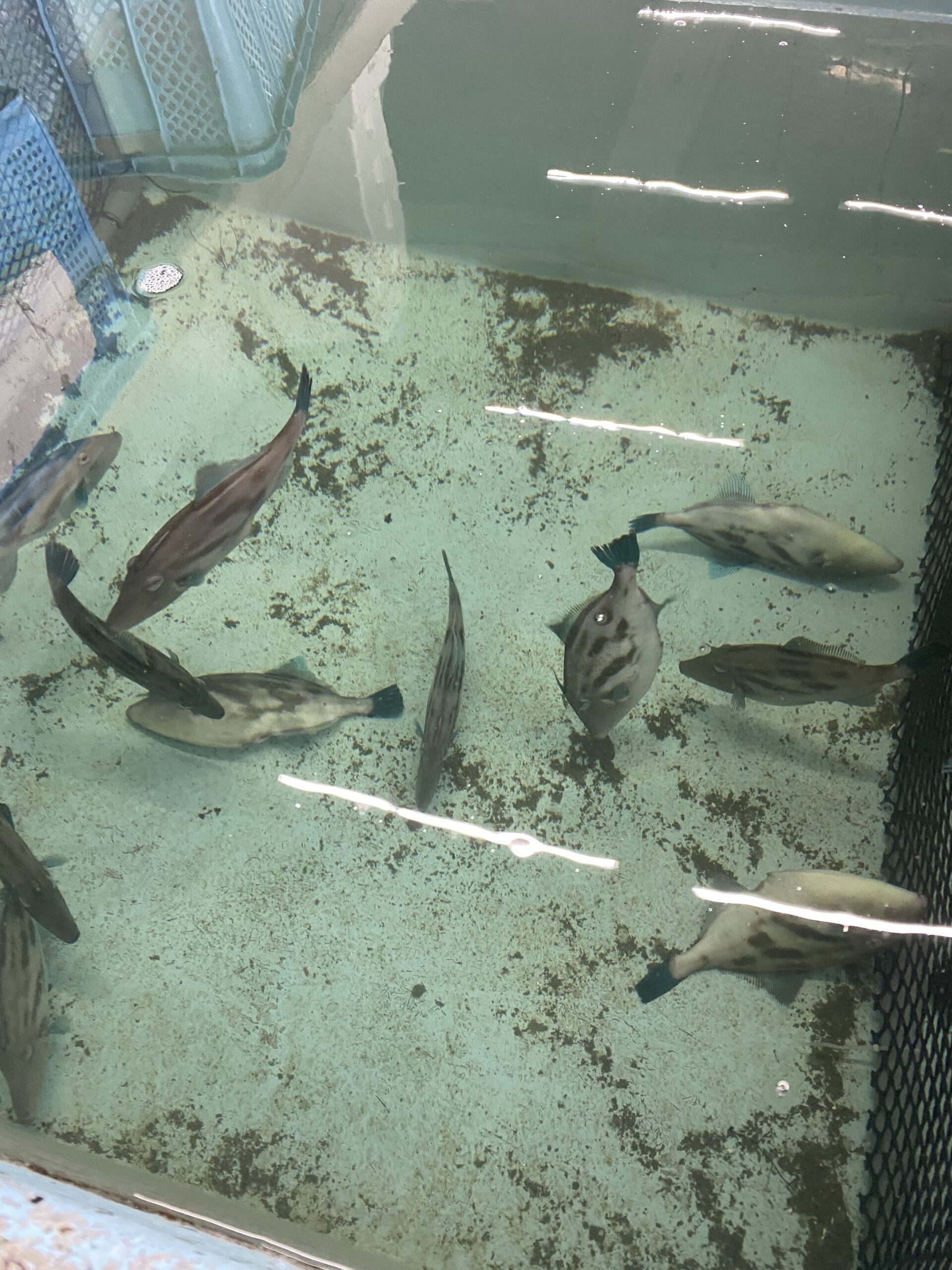 兵庫栄養振興会